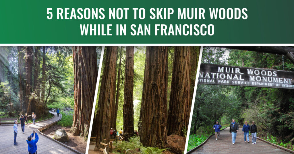 5 Reasons Not To Skip Muir Woods While In San Francisco | Muir Woods ...