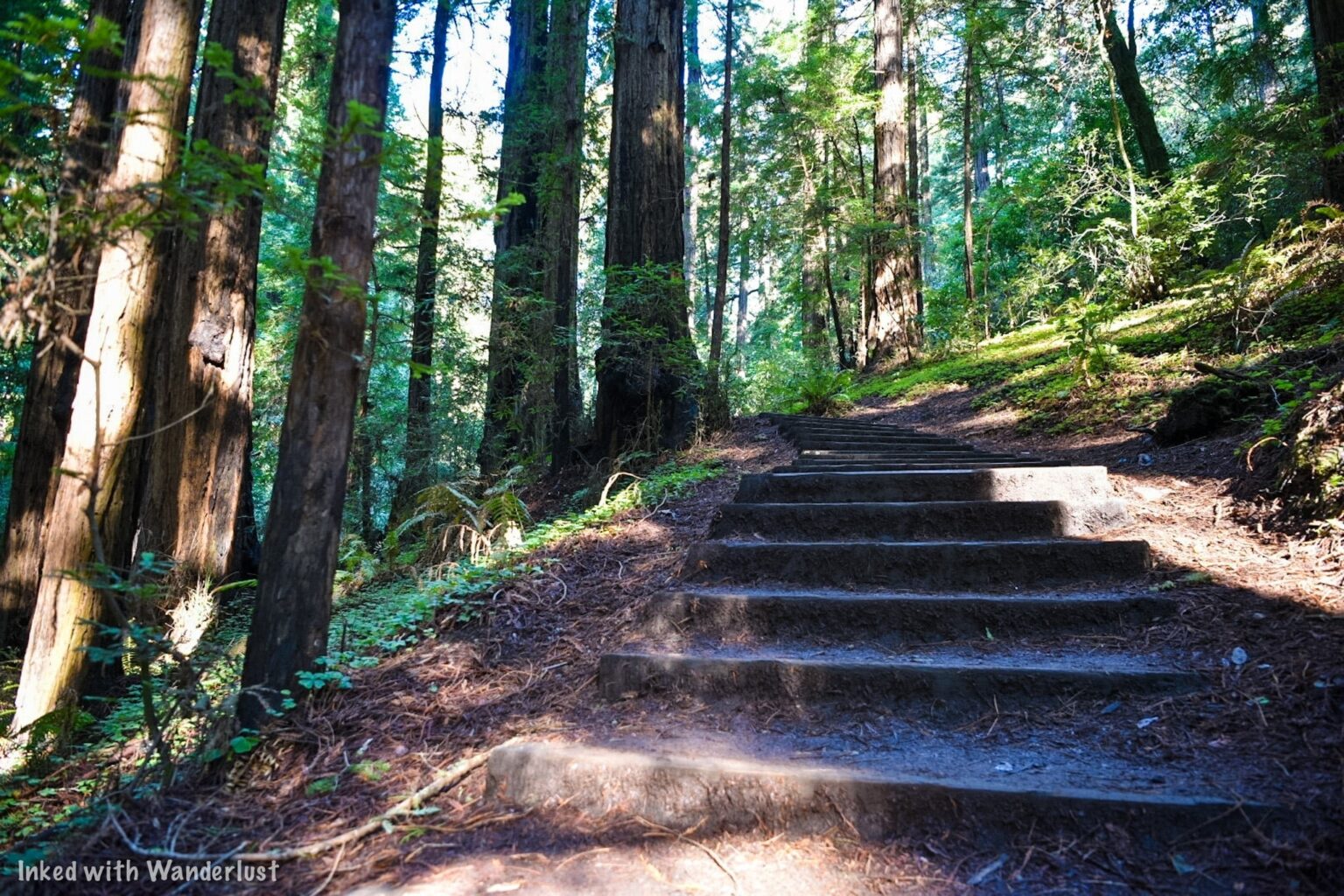 7 Best Trails In Muir Woods: Which One Is Right For You? | Muir Woods ...
