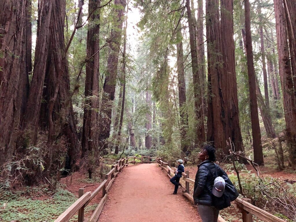 Best Time To Visit Muir Woods: A Seasonal Guide | Muir Woods Tours ...